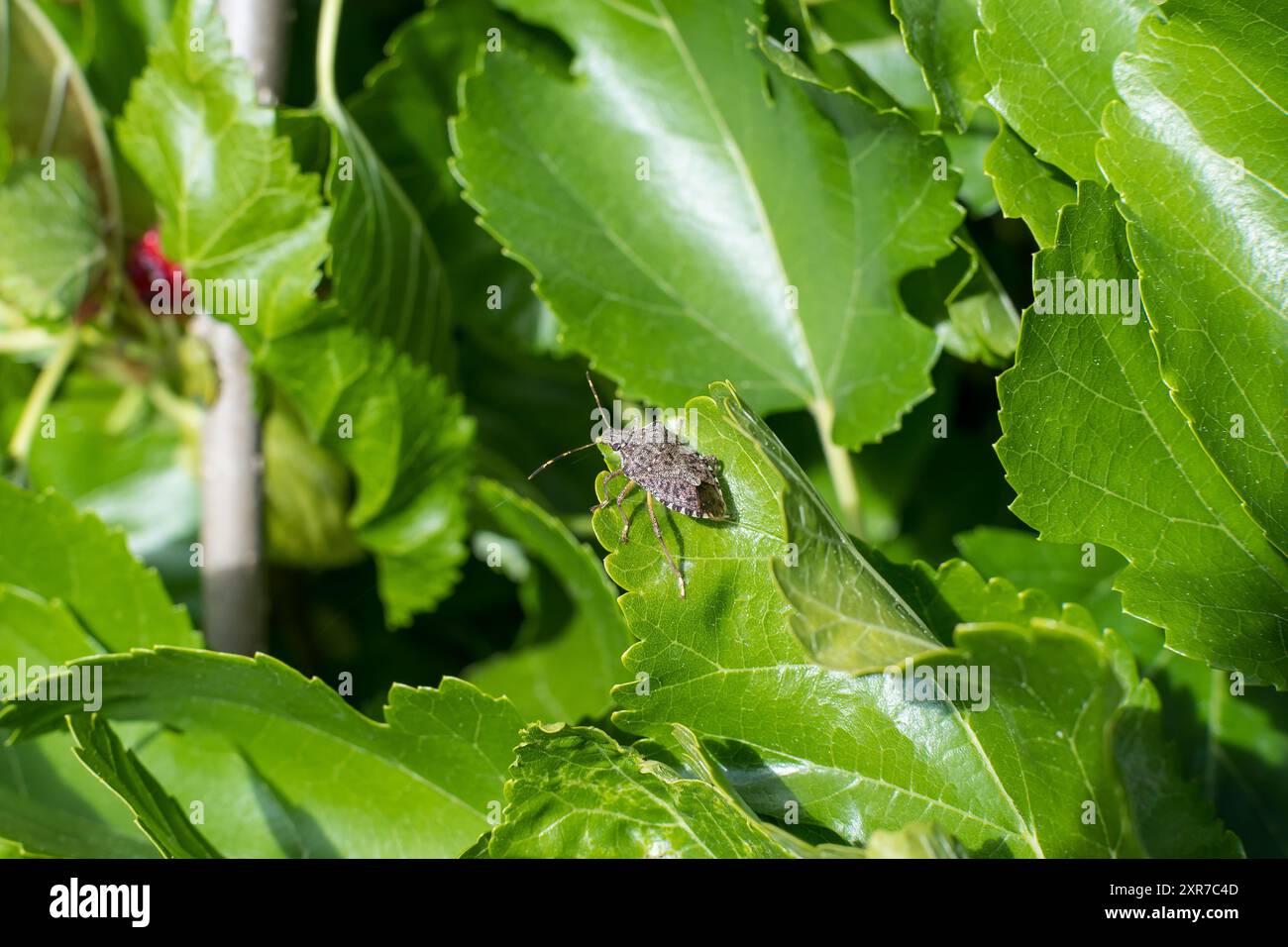 One young brown marmorated stink bug (Halyomorpha halys) on green ...