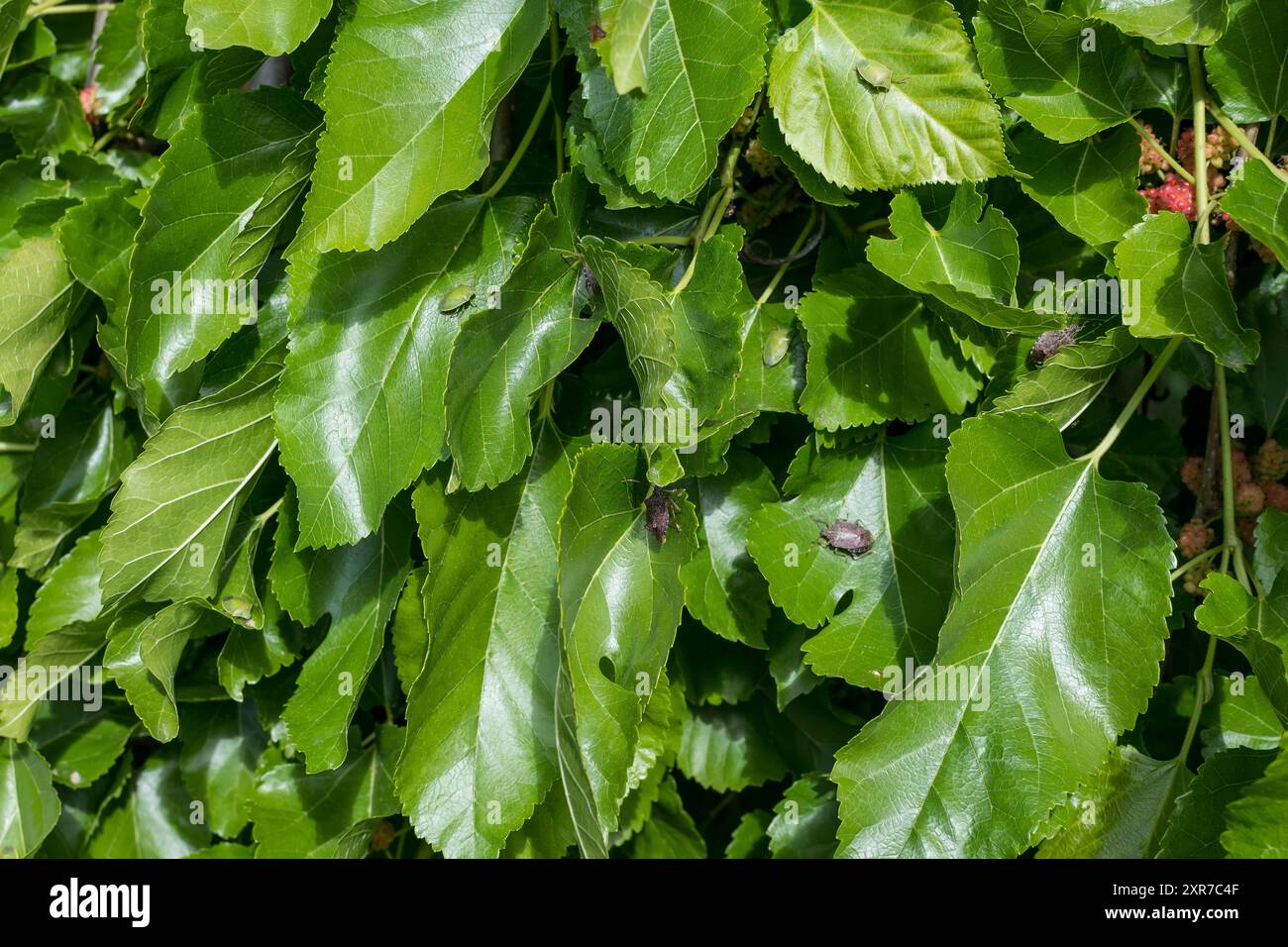 Many young brown and green marmorated stink bugs (Halyomorpha halys) on ...