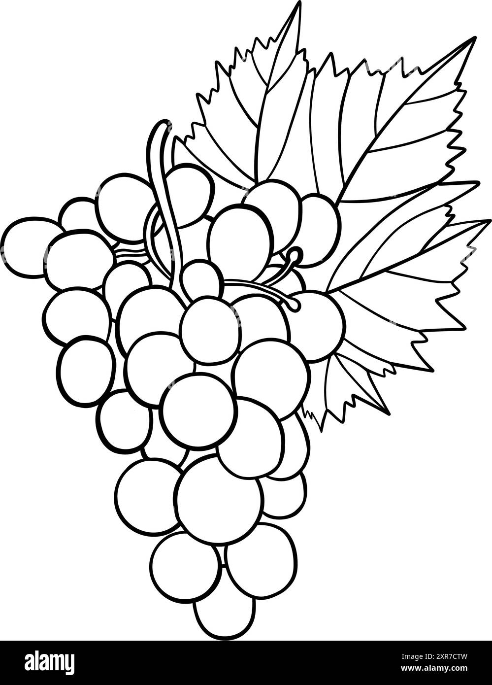 Bunch of grapes with leaf. Outline stroke. Line drawing, coloring book ...