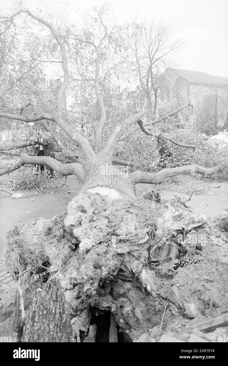 Fallen tree, Frans Halsstraat, Trees, Storm and storm damage, 17-10 ...