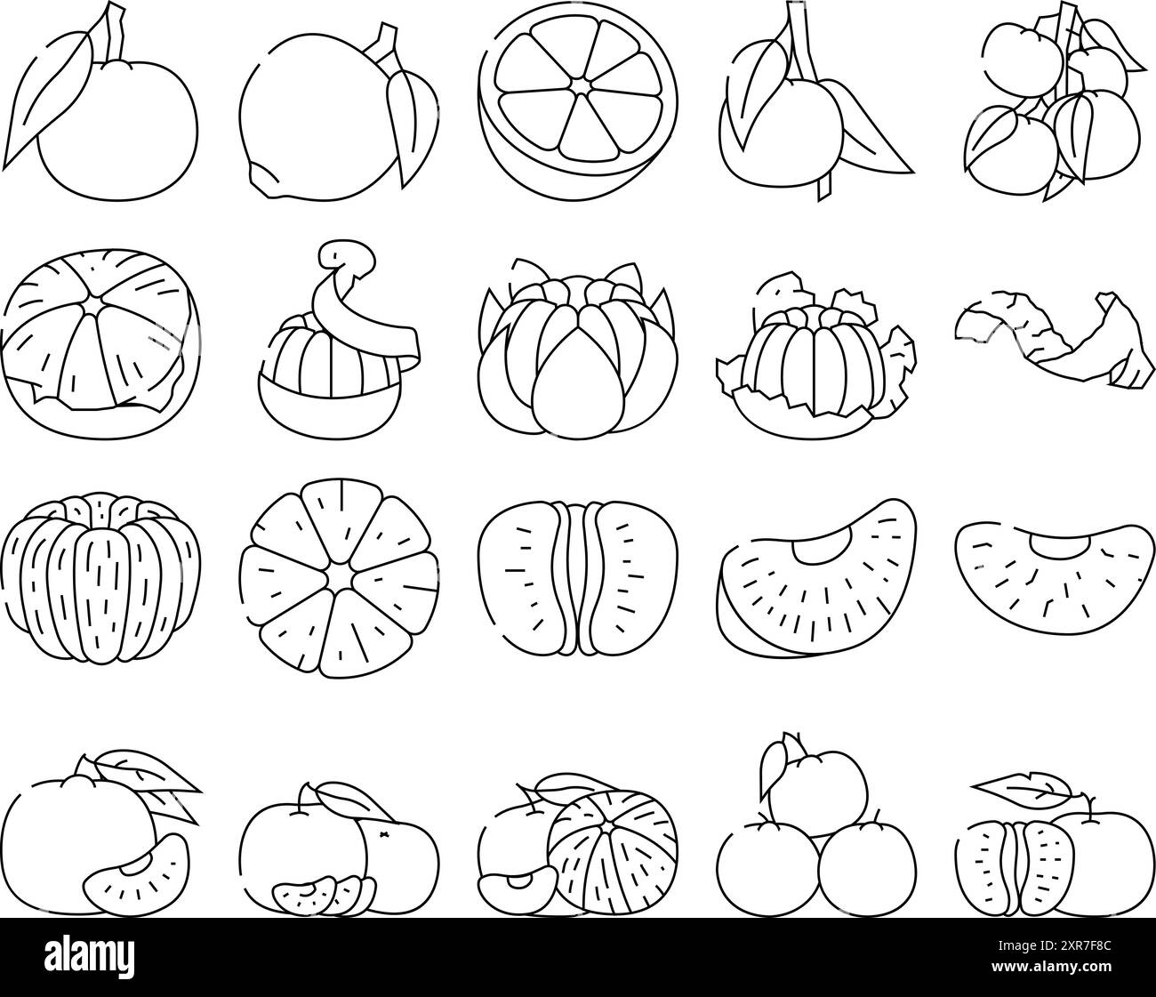 Tangerine mandarin peeled clementine Black and White Stock Photos ...