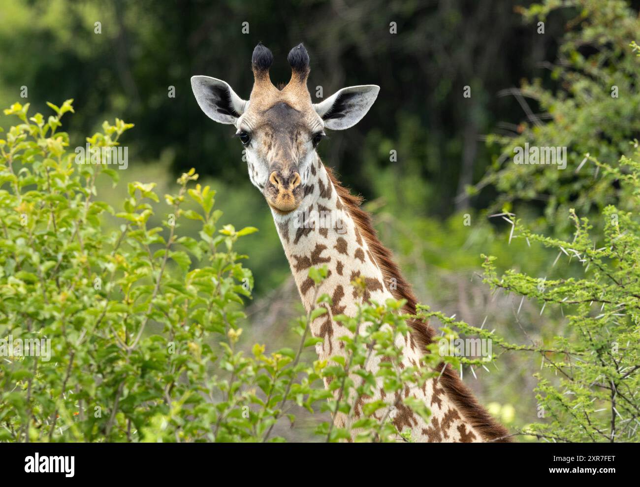 Distinct coat pattern hi-res stock photography and images - Alamy