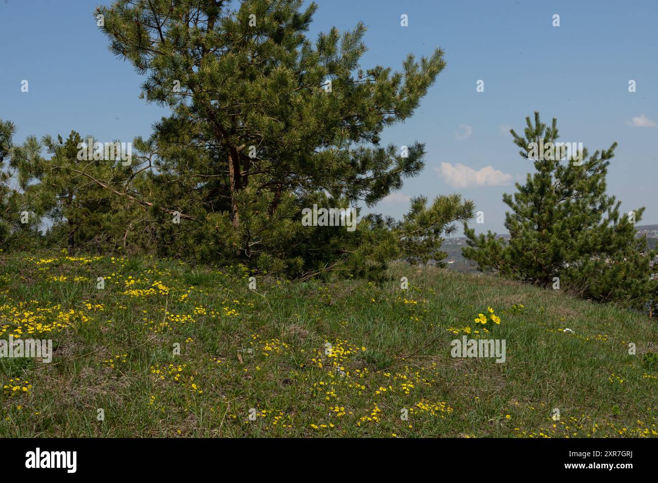Wide valley with groups of trees. View from top of mountain Stock Photo ...