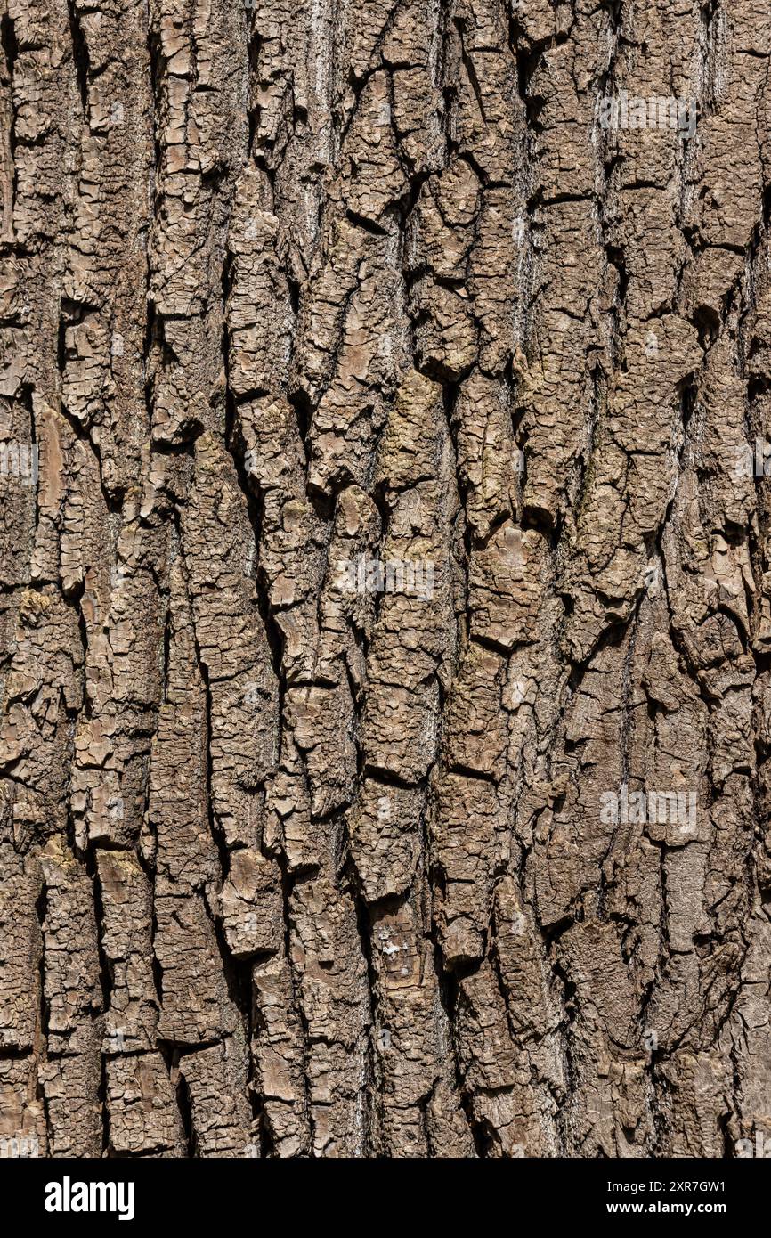 Dry tree texture hi-res stock photography and images - Alamy