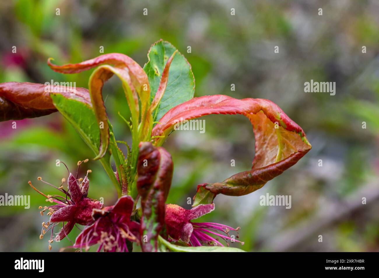 Peach leaf curl. Fungal disease of peaches tree. Taphrina deformans ...