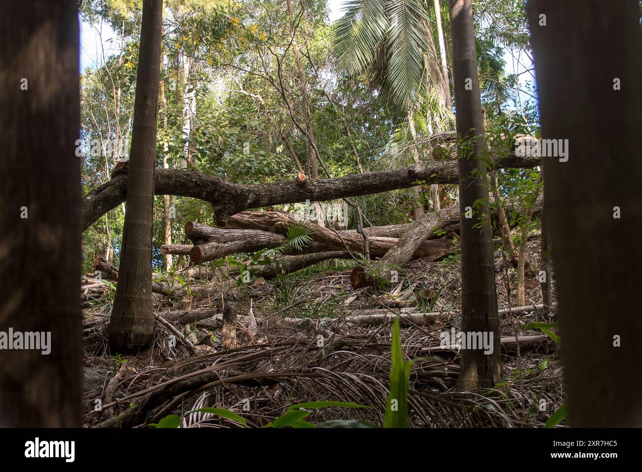 Storm fallen trees australia hi-res stock photography and images - Alamy