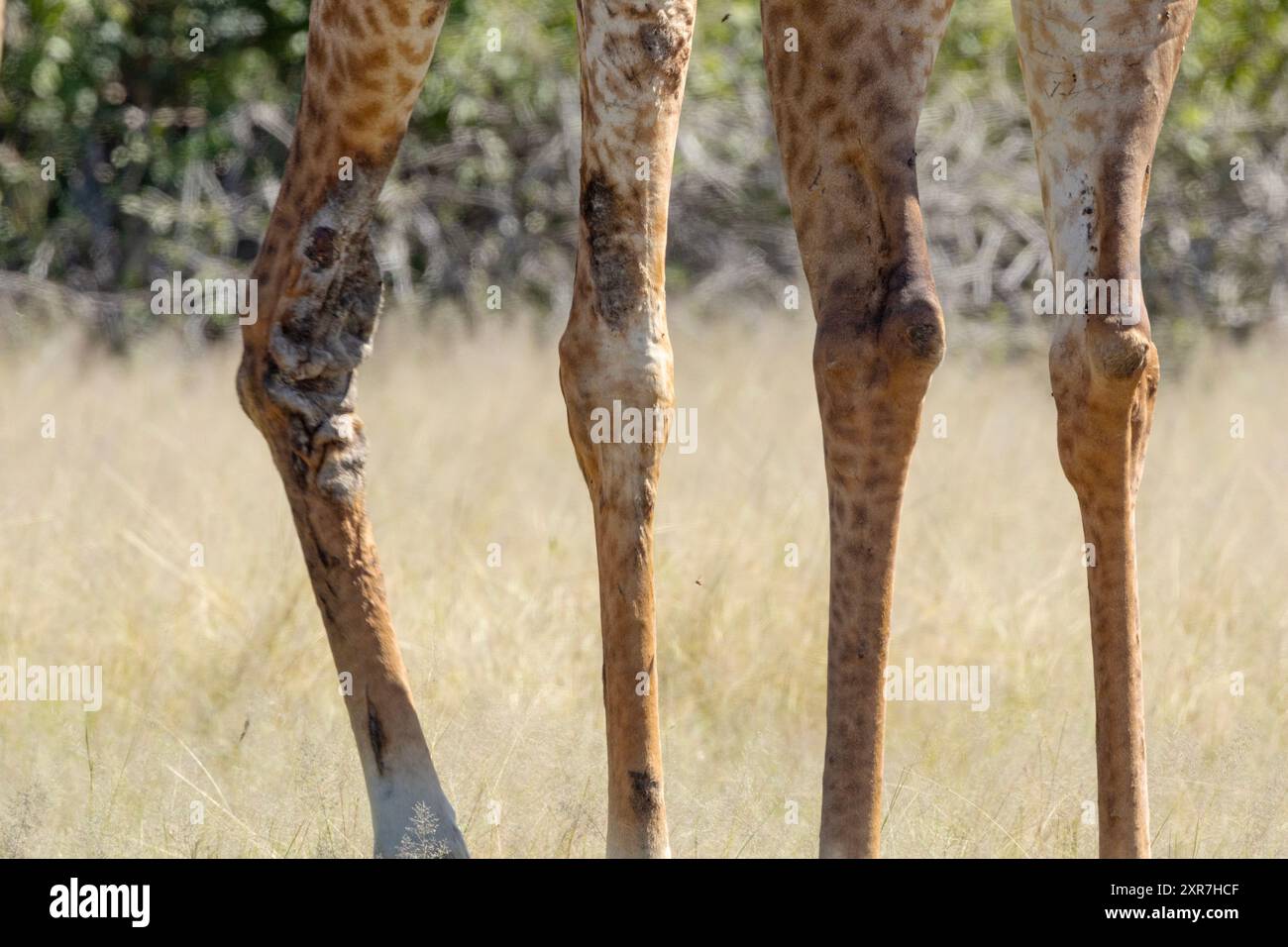 Some Giraffe in Ruaha National Park exhibit severe lesions on their ...
