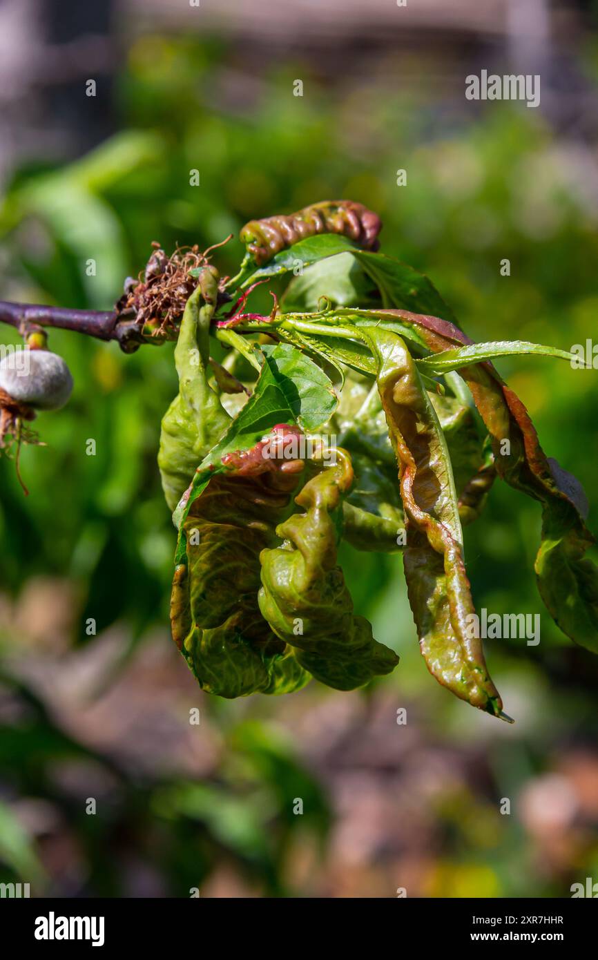 Peach leaf curl. Fungal disease of peaches tree. Taphrina deformans ...