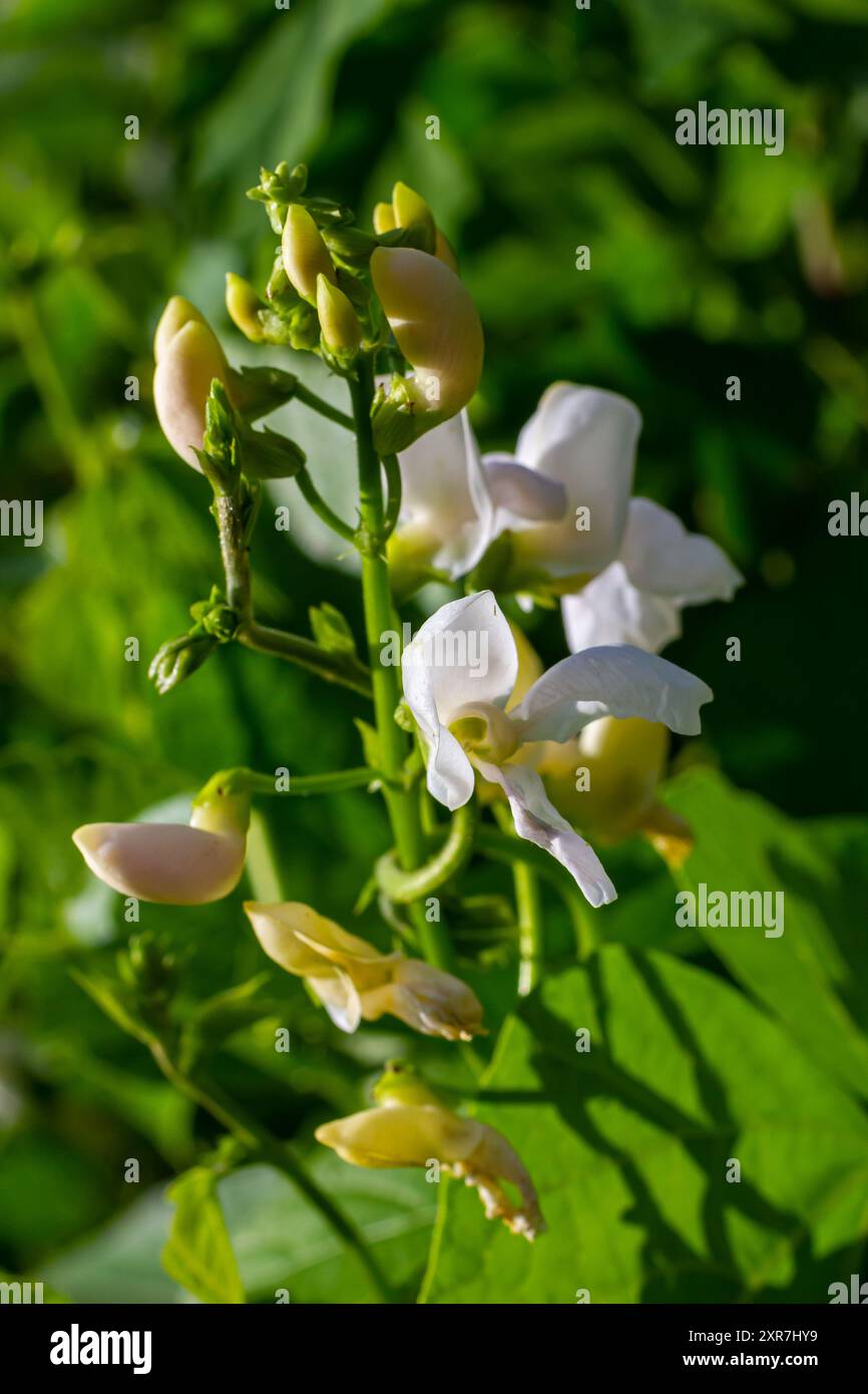 Plants of the kidney bean with flowers and young ripening pods on a ...