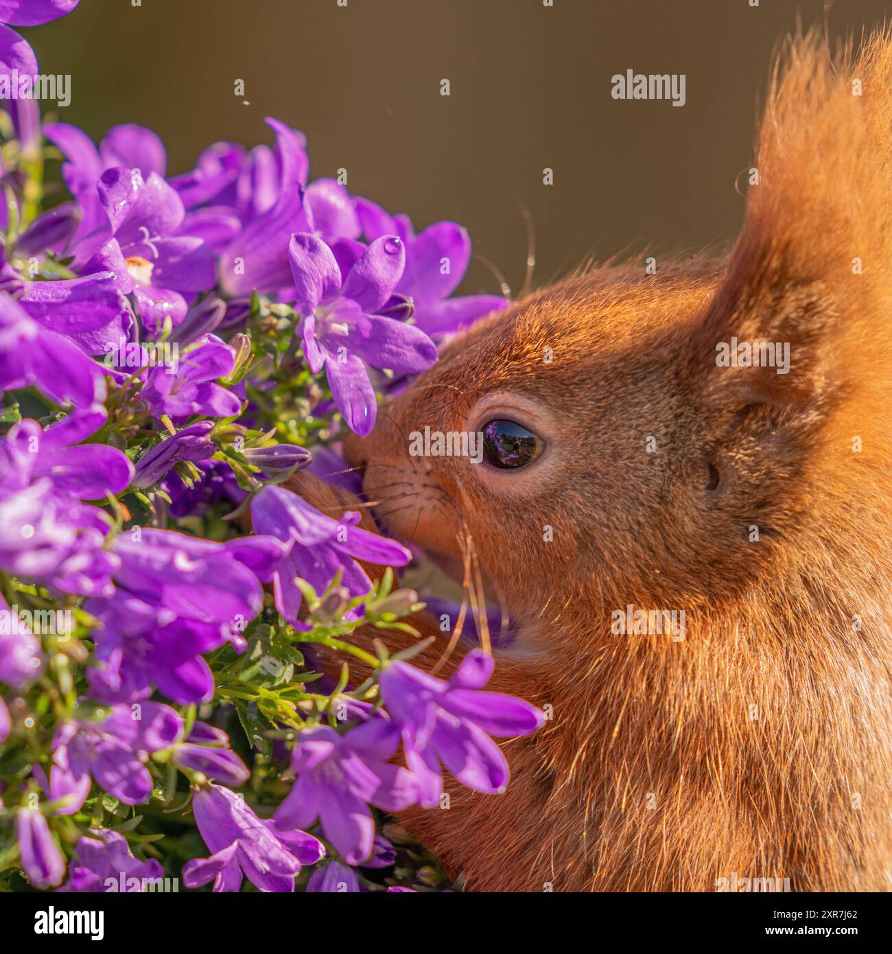 Beautiful Red Squirrels photographed on the Isle of Wight Stock Photo ...