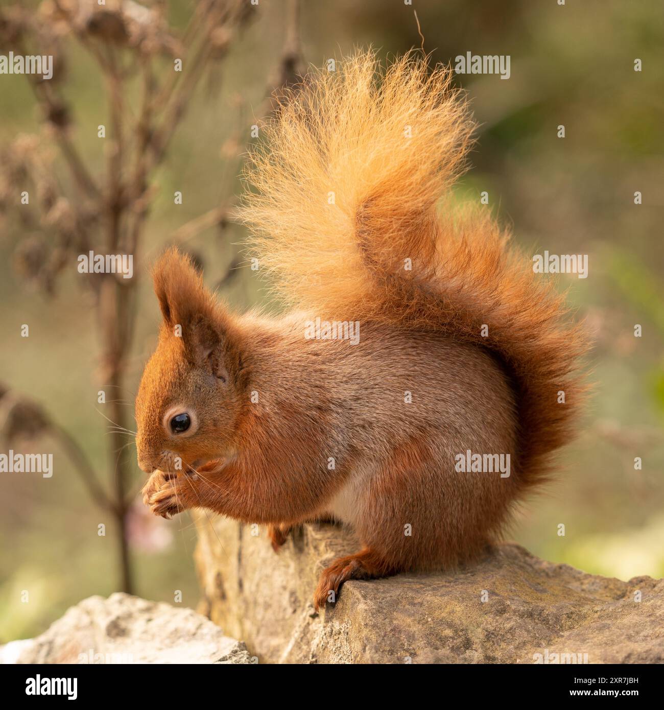 Beautiful Red Squirrels photographed on the Isle of Wight Stock Photo ...