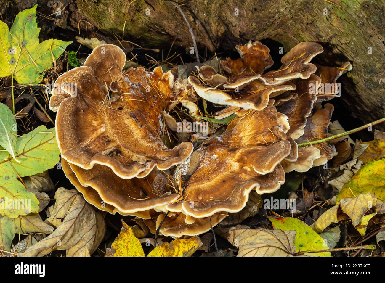 Natural closeup on the Giant Polypore fungus, Meripilus giganteus in ...