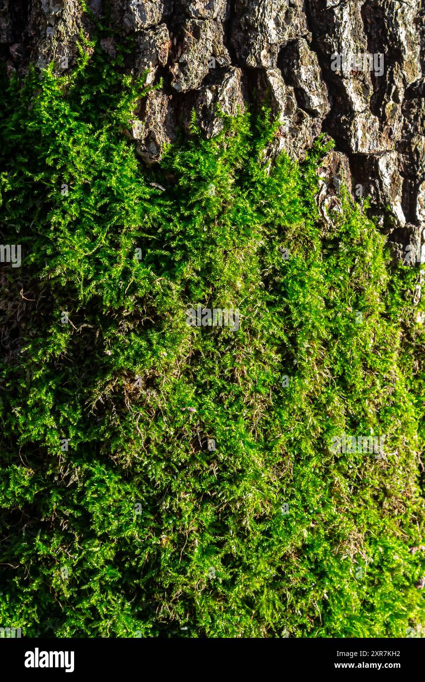 Old wood texture wood with moss hi-res stock photography and images - Alamy