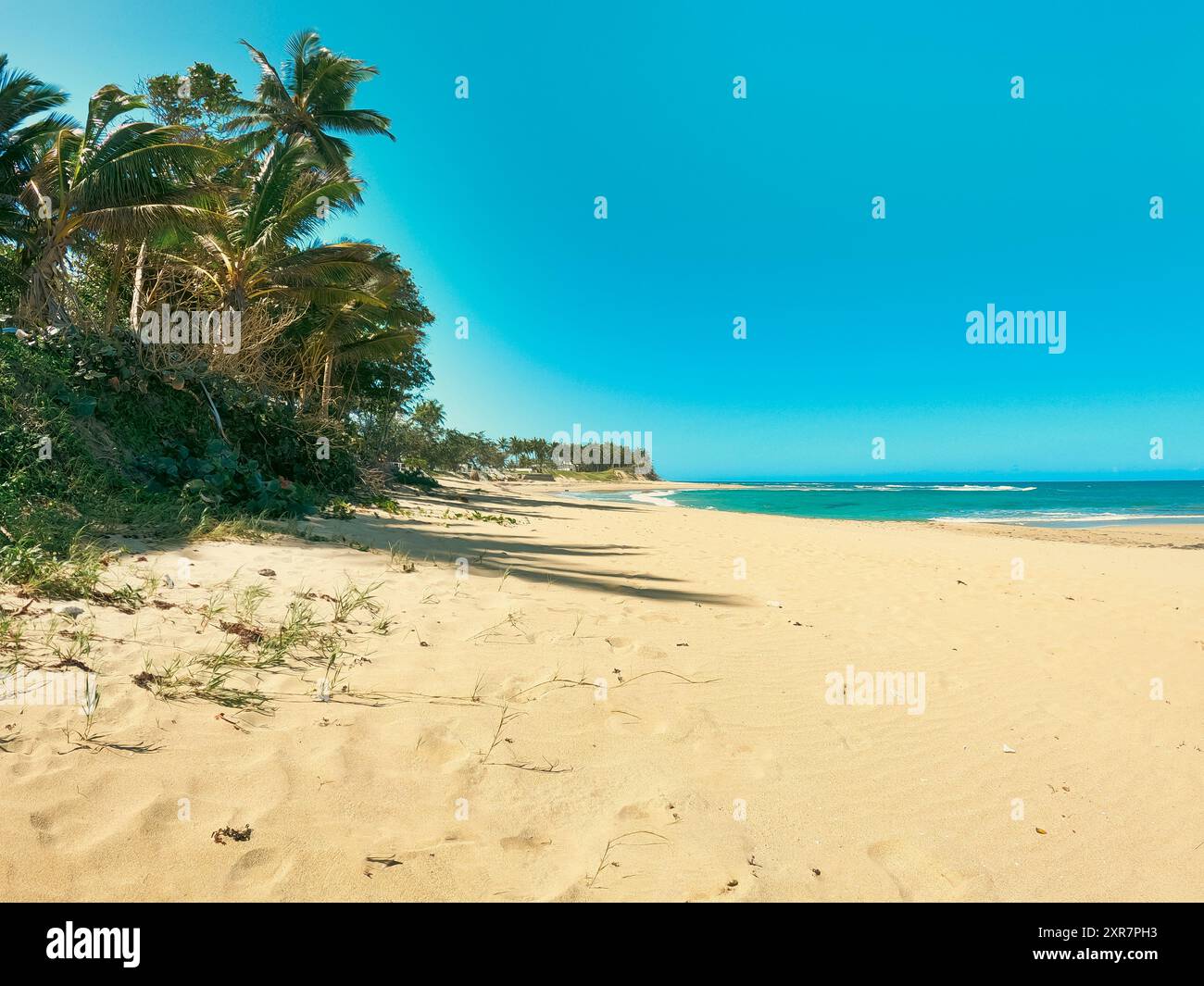 Dominican Republic : palm tree beach, Dominican Republic, Caribbean ...
