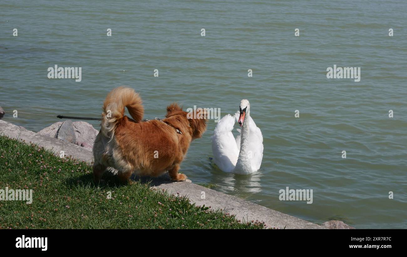 Dog tries to attack a swan at lake Balaton Stock Photo - Alamy