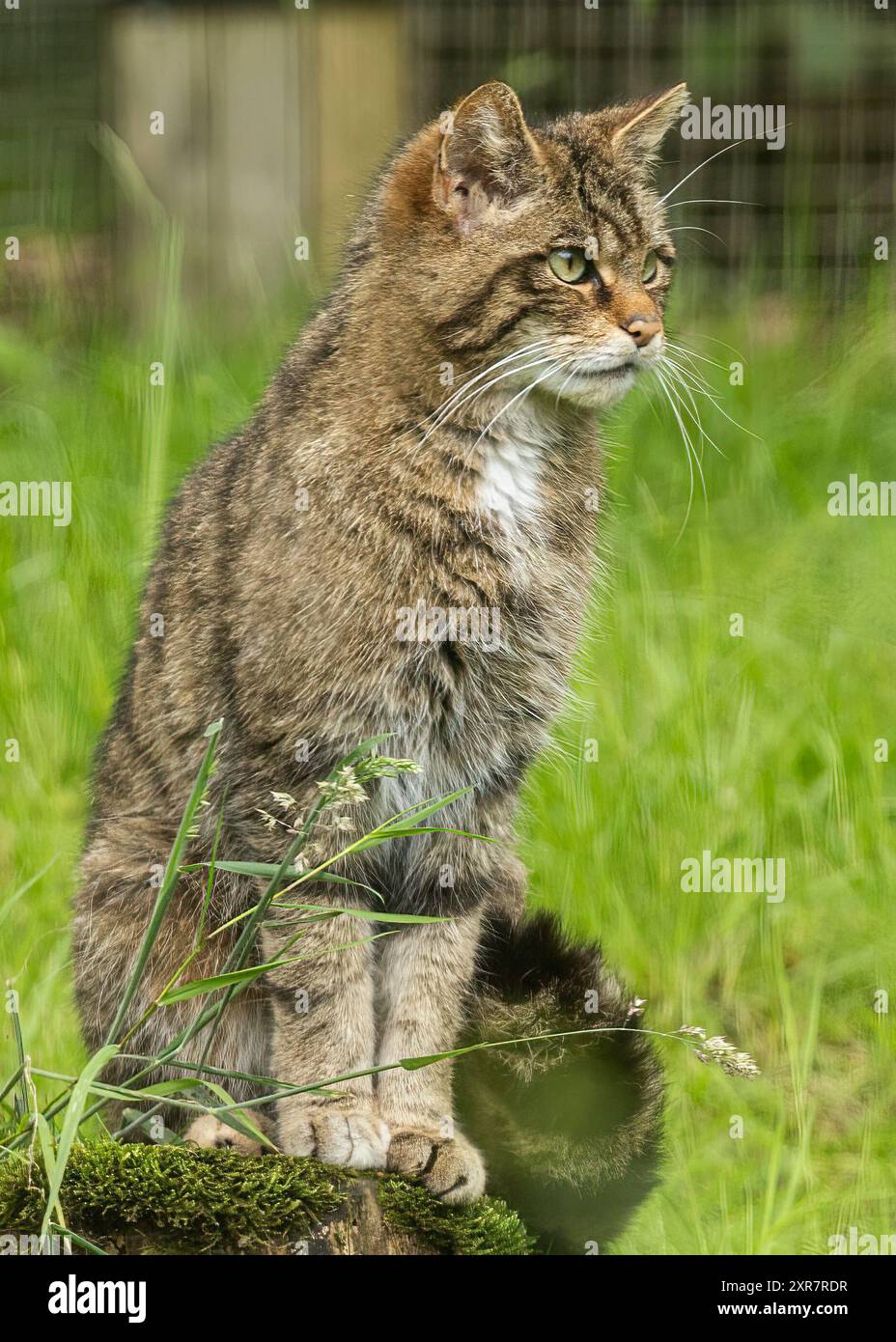 Critically endangered wild cat hi-res stock photography and images - Alamy