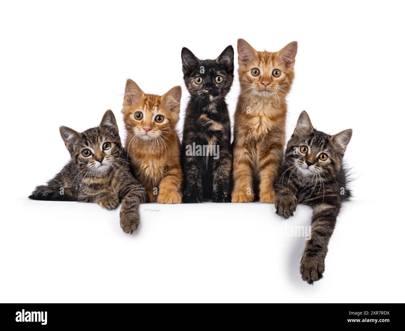 Five young stray kittens hi-res stock photography and images - Alamy