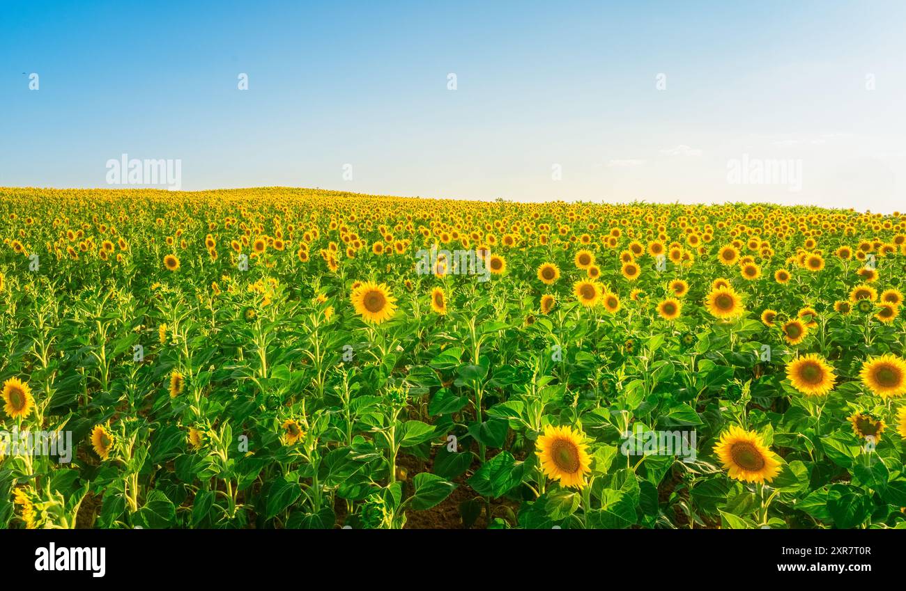 Sunflower blooming field sunflowers hi-res stock photography and images ...