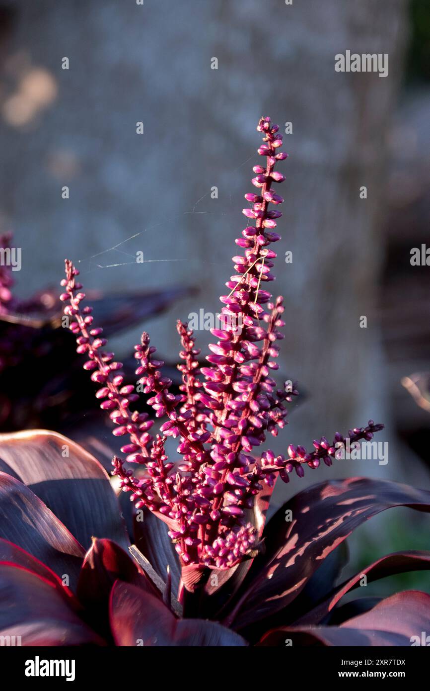 Pink flower stems of Australian Cordyline fruticosa rubra, red palm ...