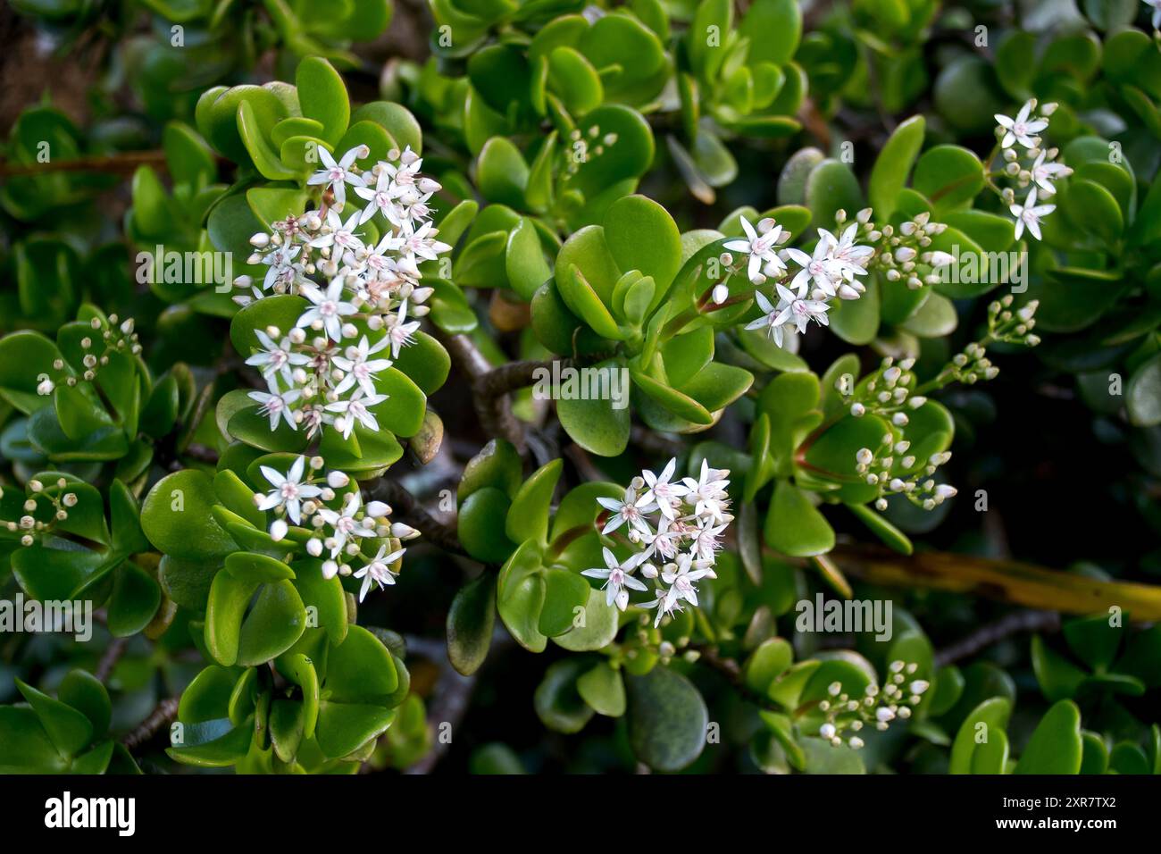White star-shaped flowers of Jade Plant, Money plant, Crassula ovata ...