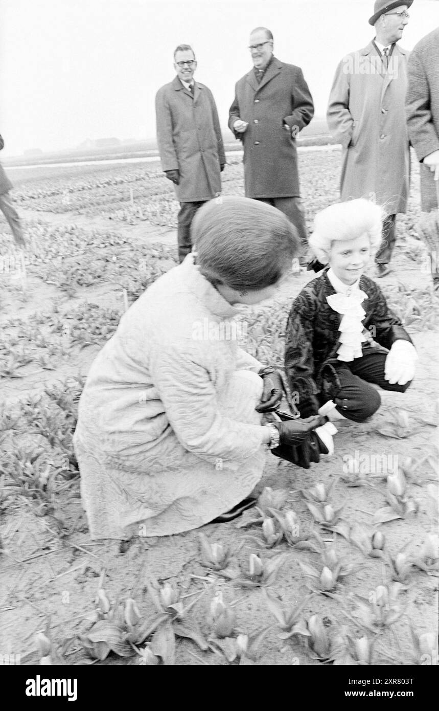 The Austrian pianist Ingrid Haebler baptizes the tulip named after her ...