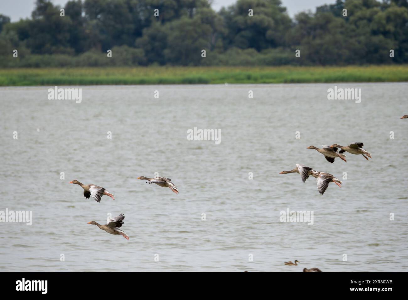 a flock of geese getting ready for their landing into a lake Stock ...