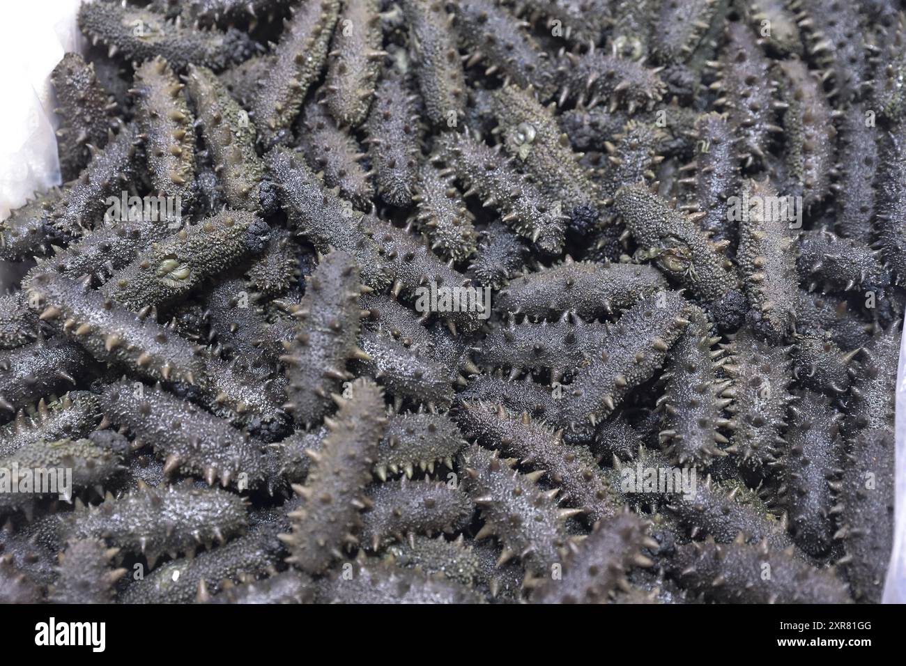 The 2024 Shanghai International Biological Fermentation Products and ...