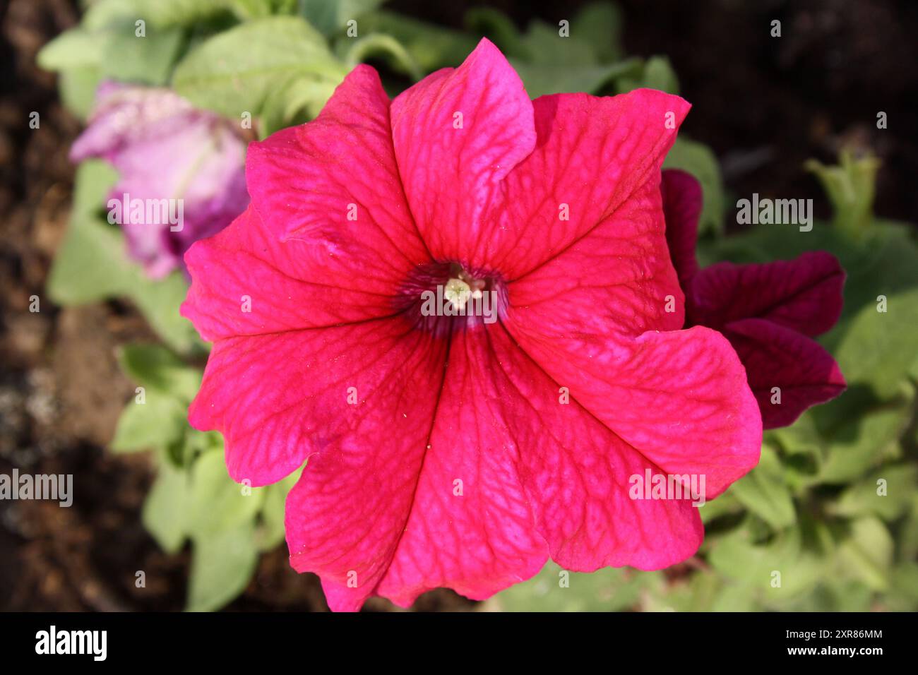 Common Garden Petunia