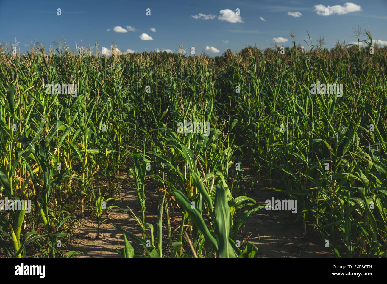 Wheel tracks in a cornfield. The road in the cornfield Stock Photo - Alamy