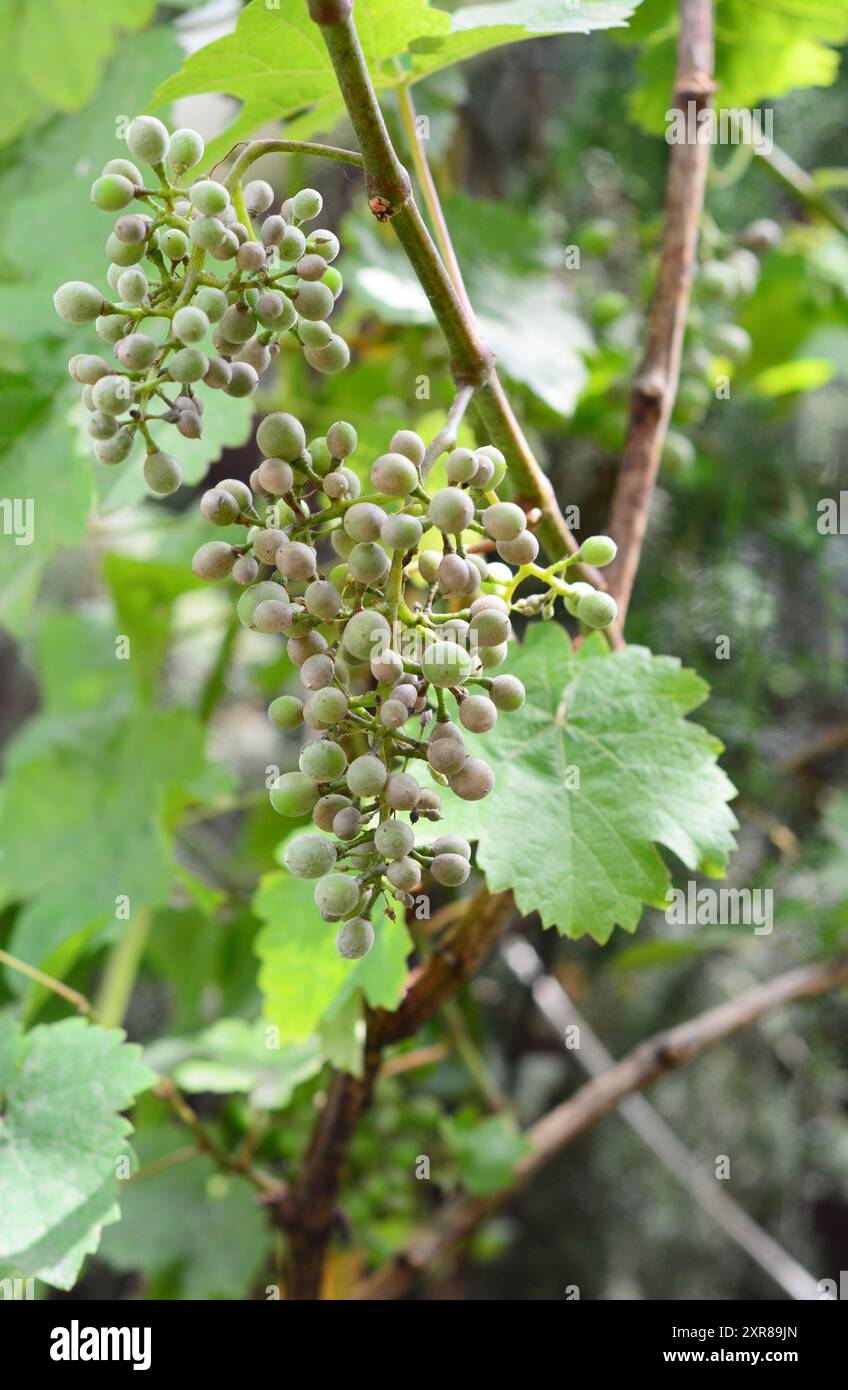 Grape diseases. Powdery mildew, Oidium disease struck grape bunches ...