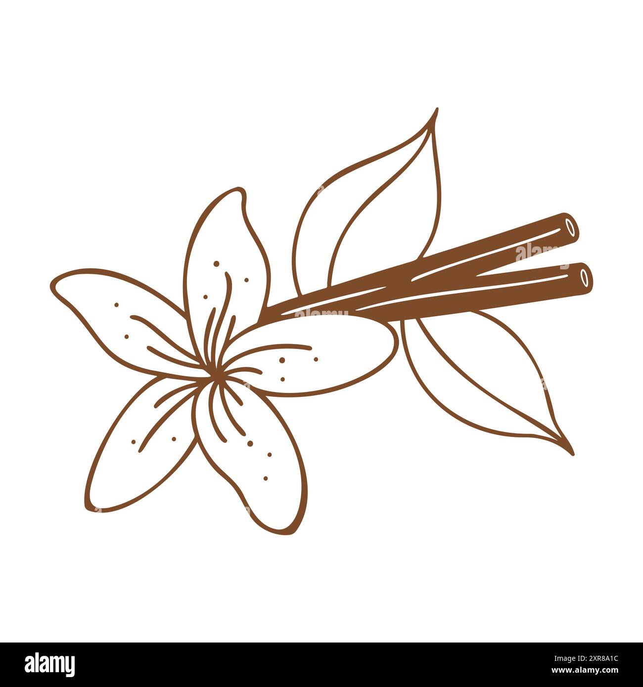 Cinnamon sticks and vanilla flower doodle outline drawing on white ...