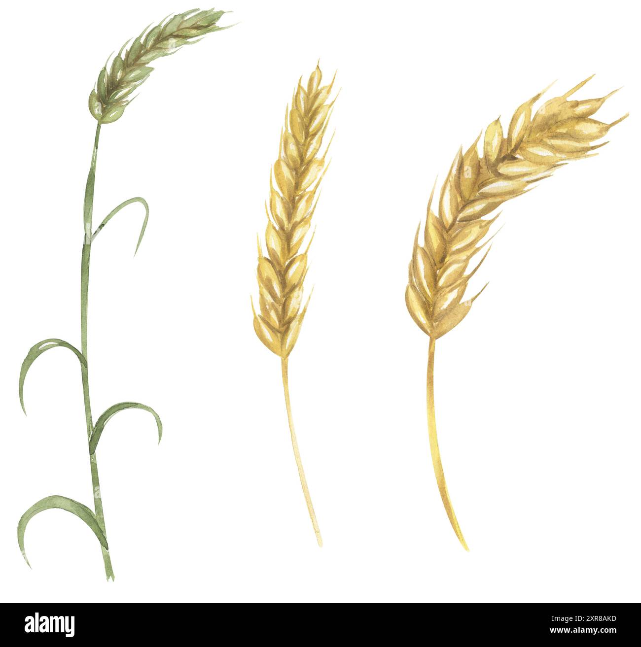 Watercolor wheat plant illustration set, graphic wheat stem clipart ...