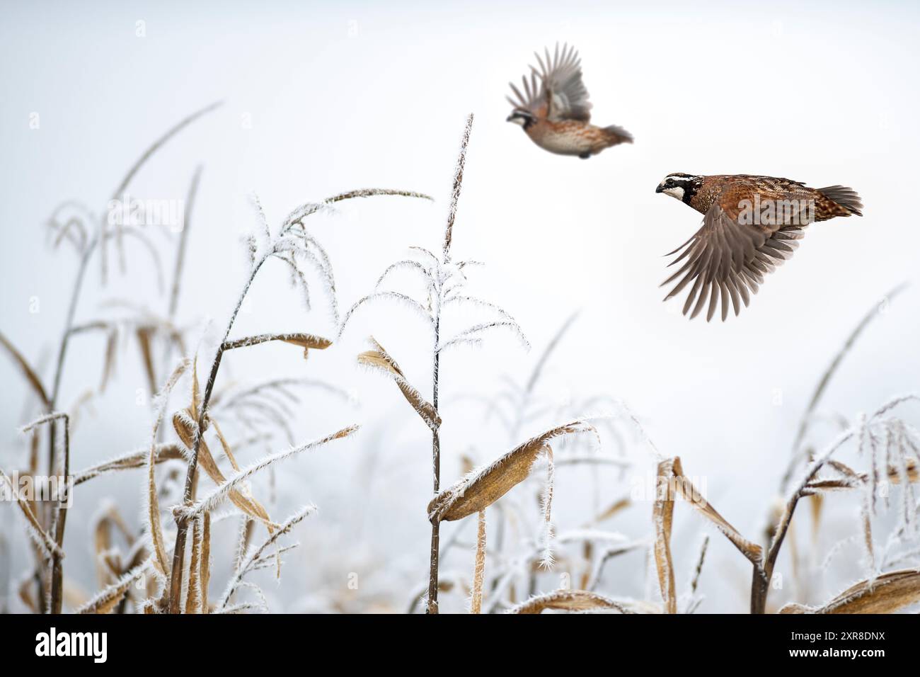 Bobwhite quail flying hi-res stock photography and images - Alamy