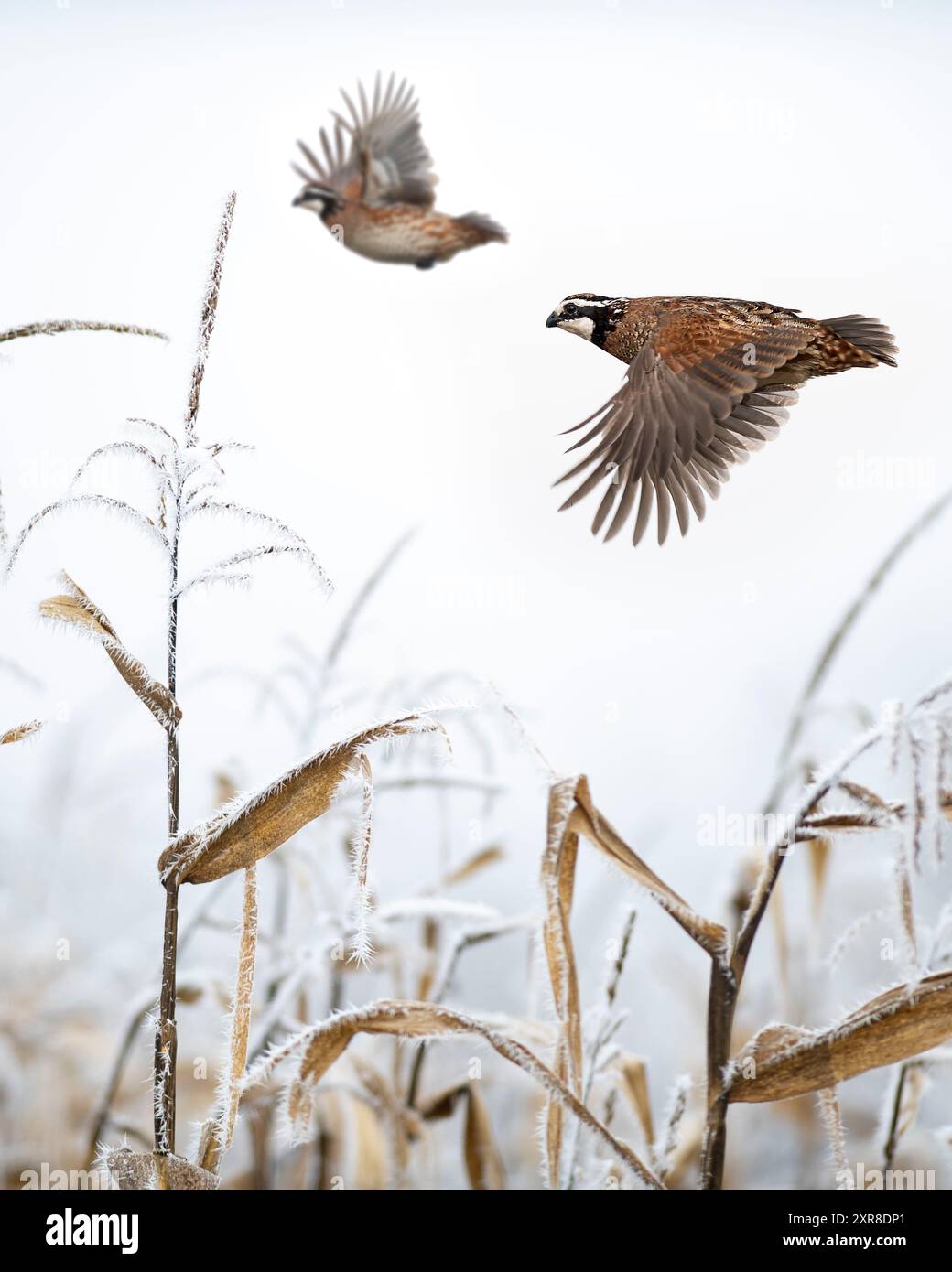 Quail flying hi-res stock photography and images - Alamy