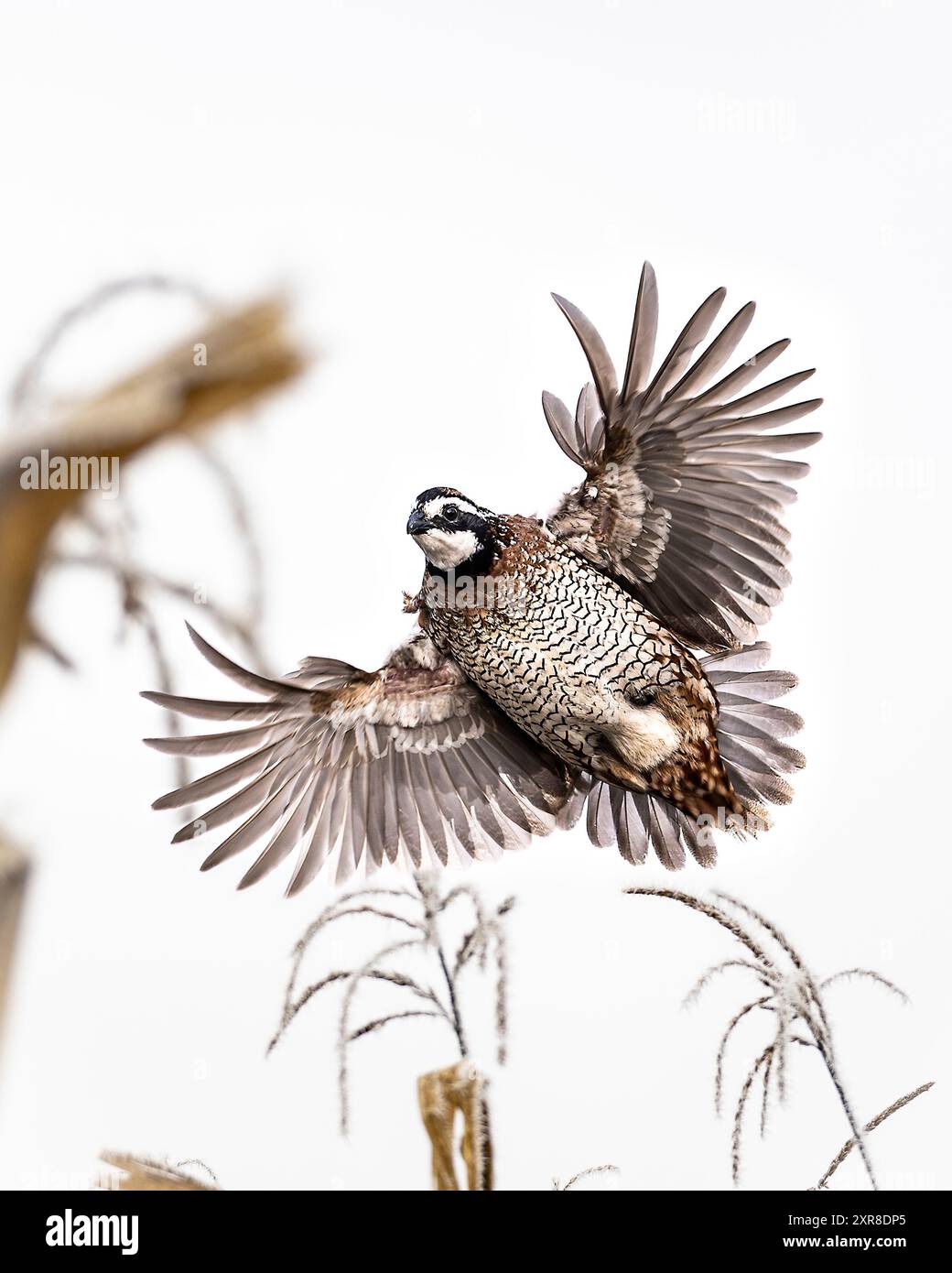 Bobwhite Quail In Flight Lot SHADOW BOX DIORAMA OF QUAIL IN FLIGHT