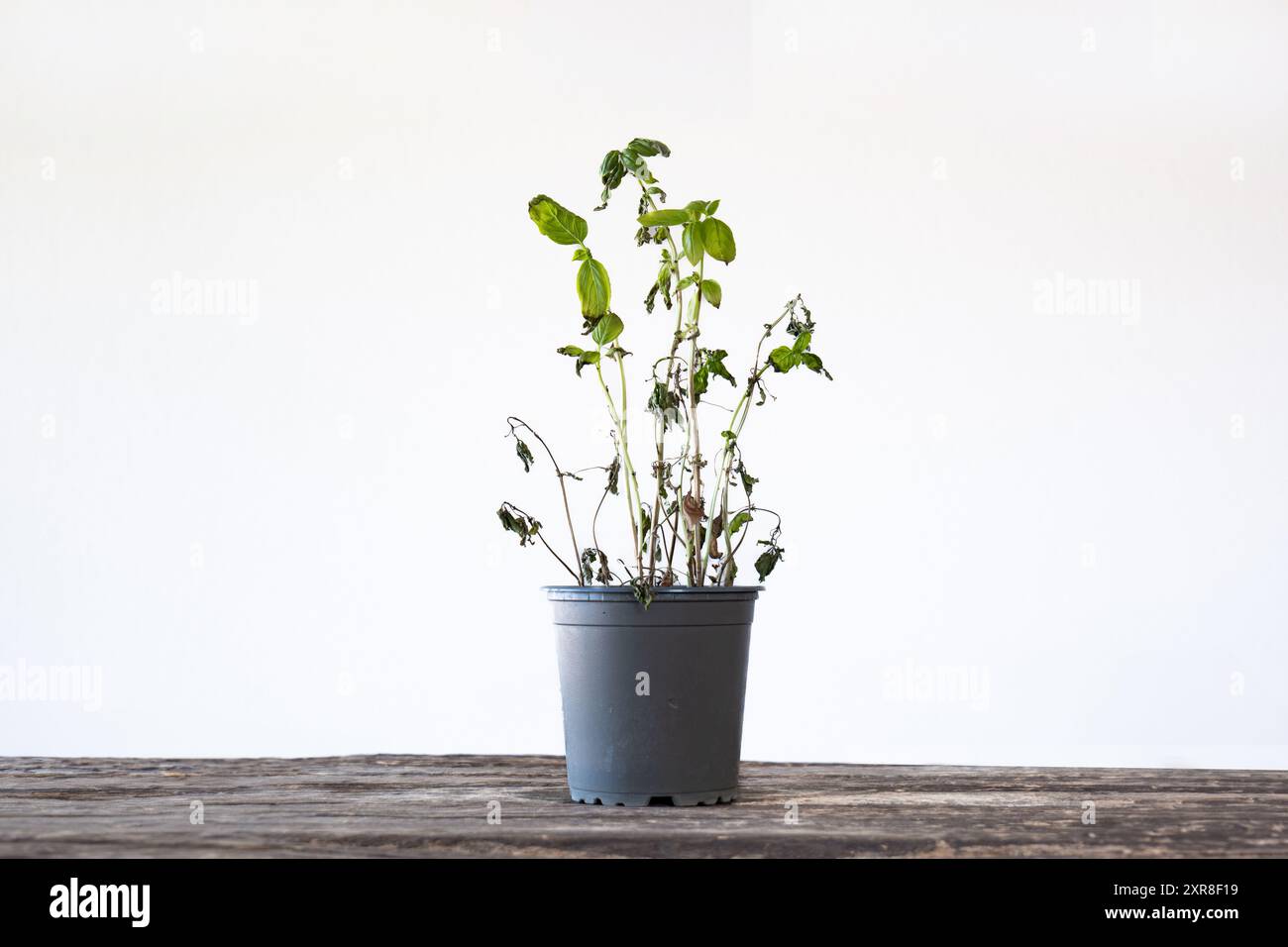 Dead, withered potted basil plant, isolated against a white background ...