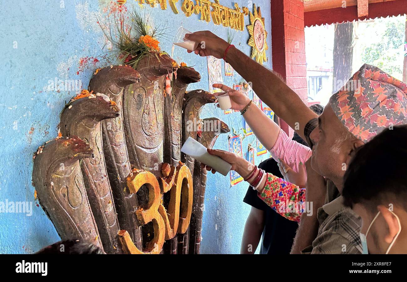 August 9, 2024: Devotees offer milk on statues of snakes in celebration ...