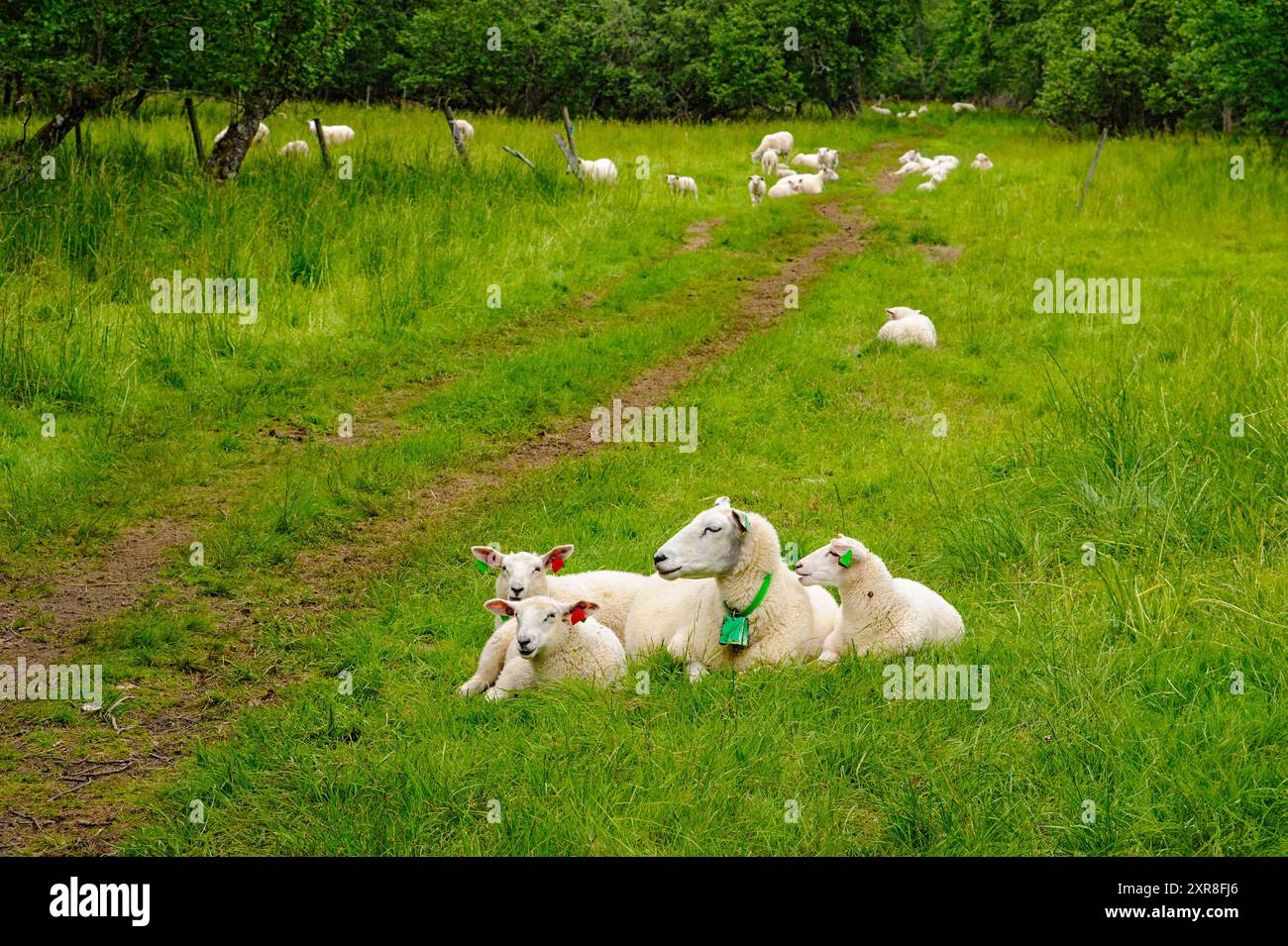 A group of sheep, including an adult ewe and three lambs, rest ...