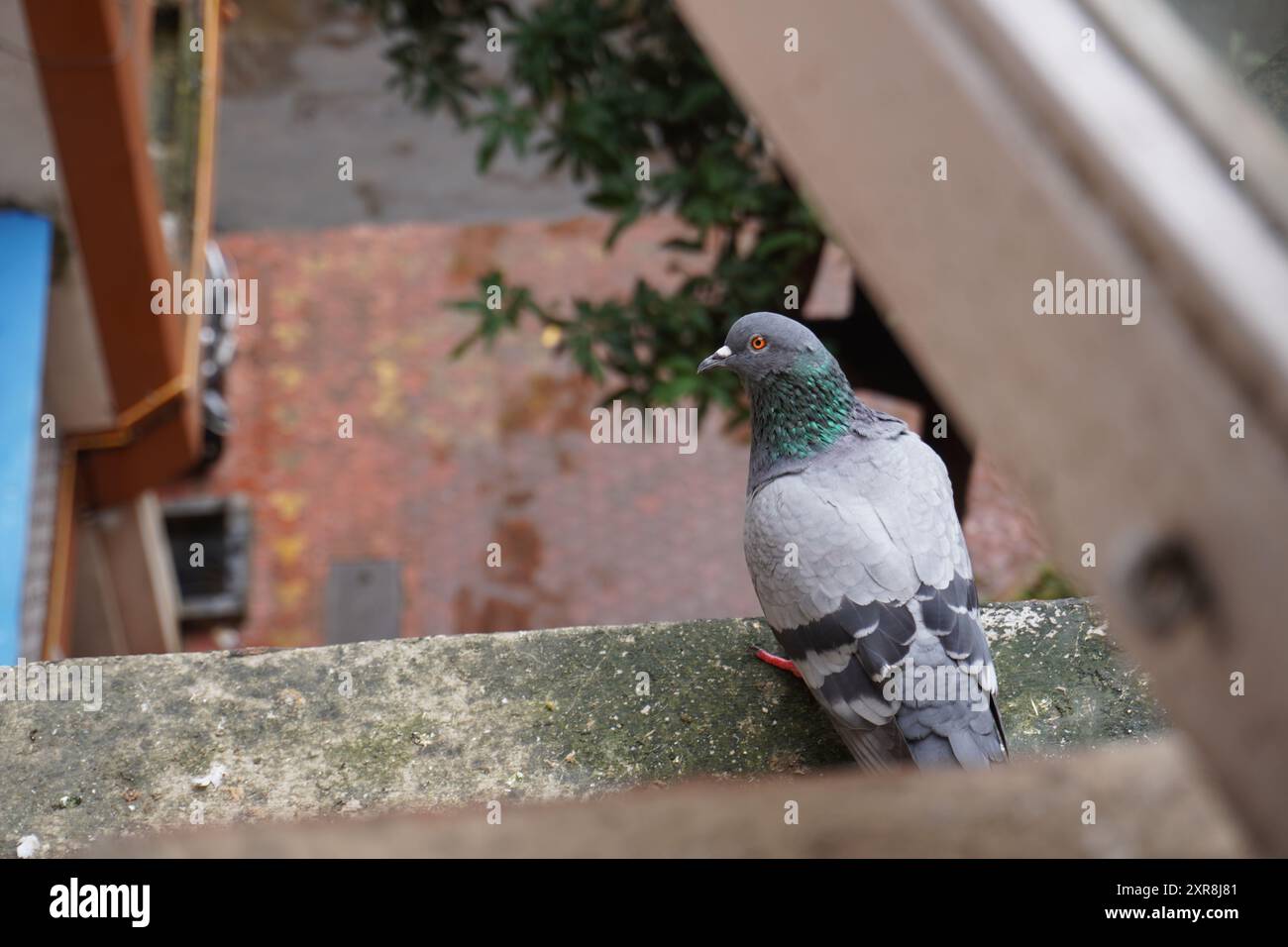 Birds through window hi-res stock photography and images - Alamy