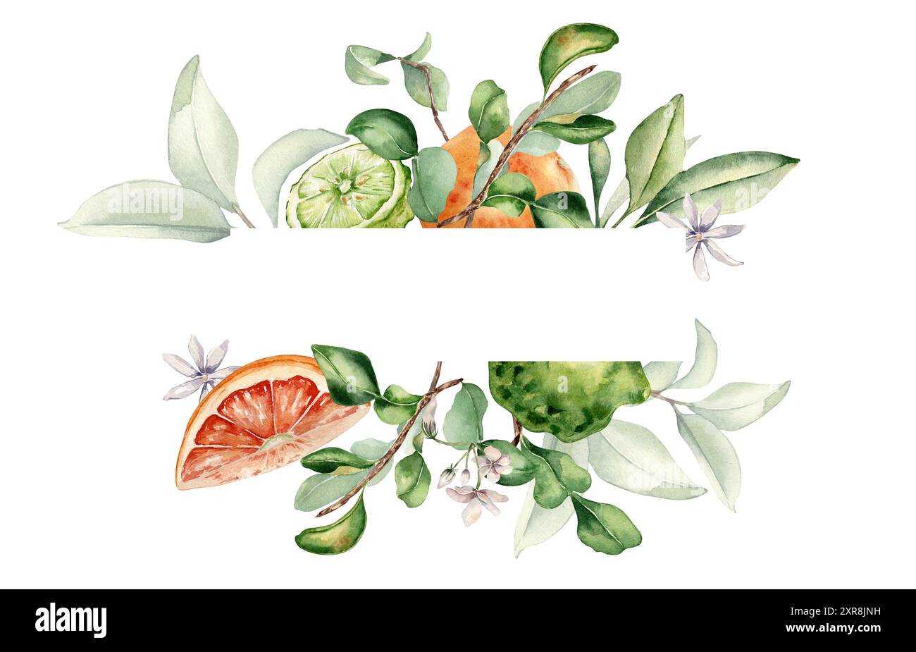 Jasmine and bergamot watercolor illustration isolated. Branches citrus tree and grapefruit in ...