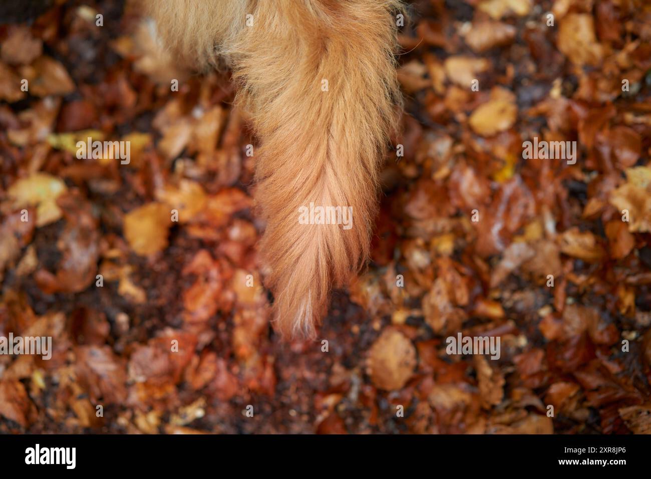 A detailed view of a red dog's tail amidst the ferns and fallen leaves ...