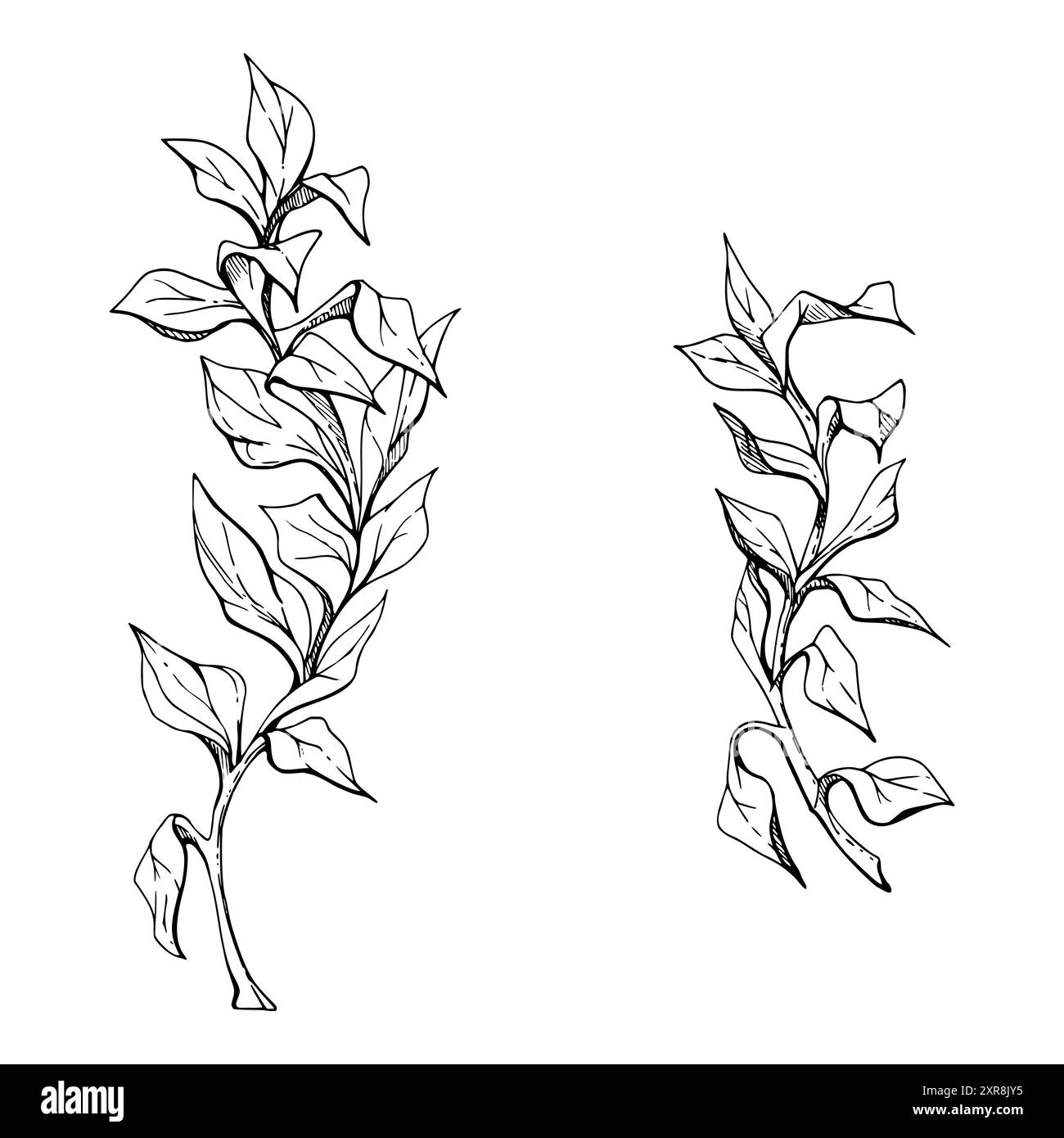Botanical plant leaves bush drawing, Marine life, sea ocean underwater ...