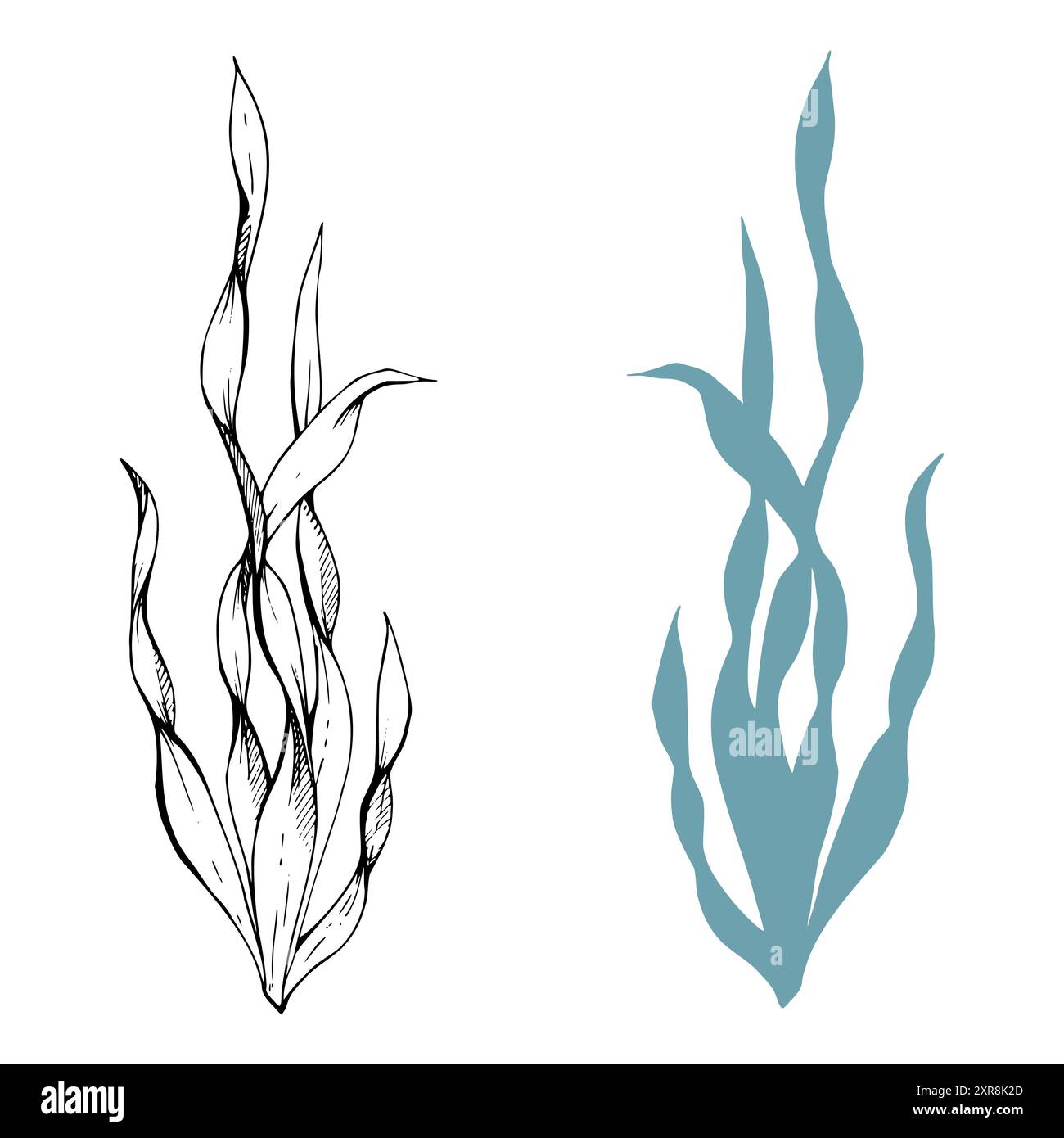 Botanical plant leaves bush drawing, Marine life, sea ocean underwater ...