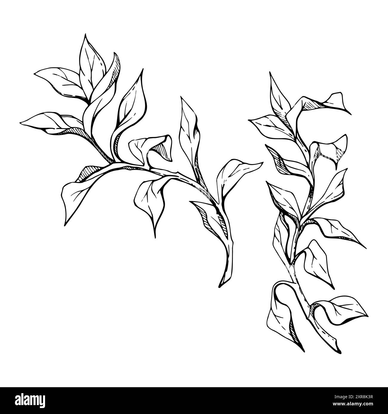 Botanical plant leaves bush drawing, Marine life, sea ocean underwater ...