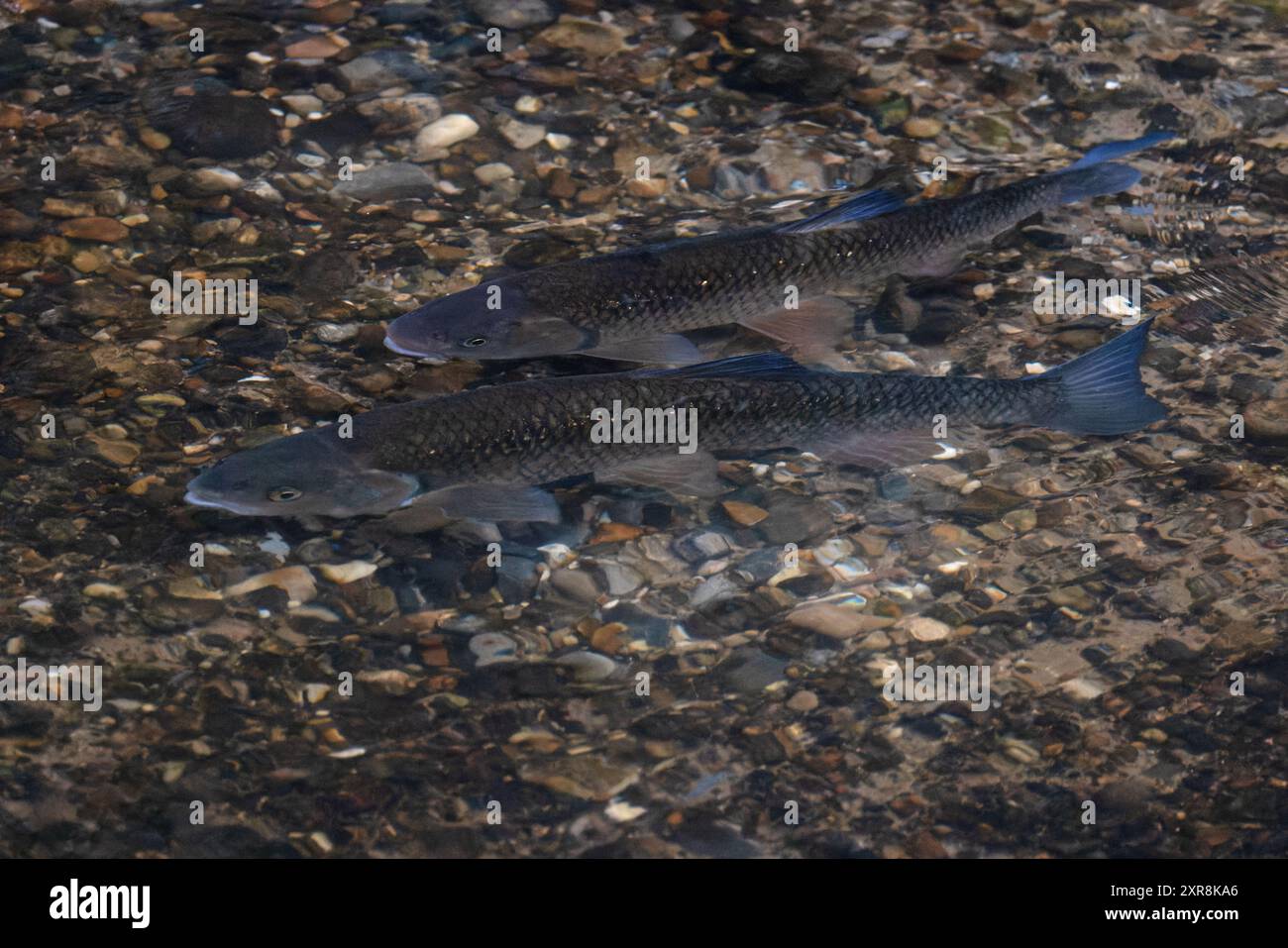 Chub (Squalius cephalus) spawning over shingle riverbed of the River ...