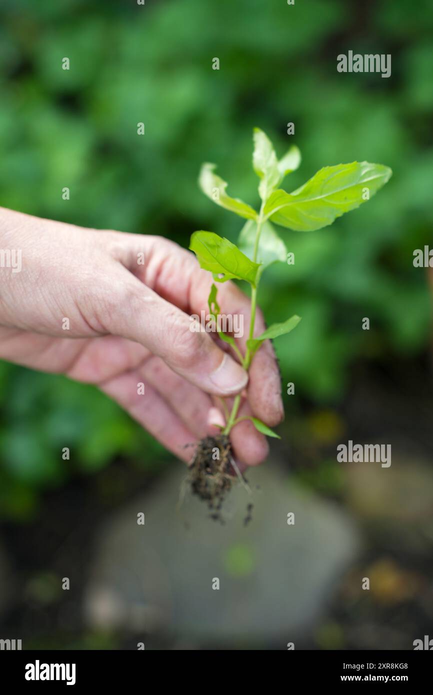 Plant shoot hi-res stock photography and images - Alamy