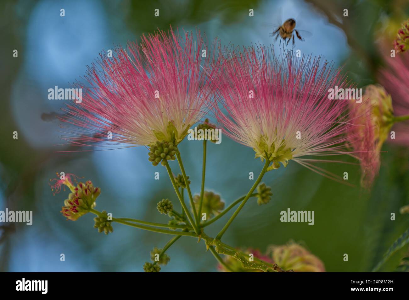 Albizia trees hi-res stock photography and images - Alamy