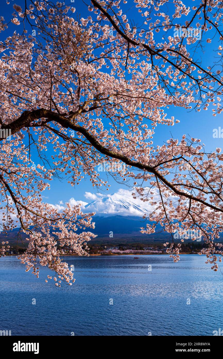 Mt.Fuji and Cherry Blossom at lake Kawaguchiko,Yamanashi,Japan Stock Photo - Alamy