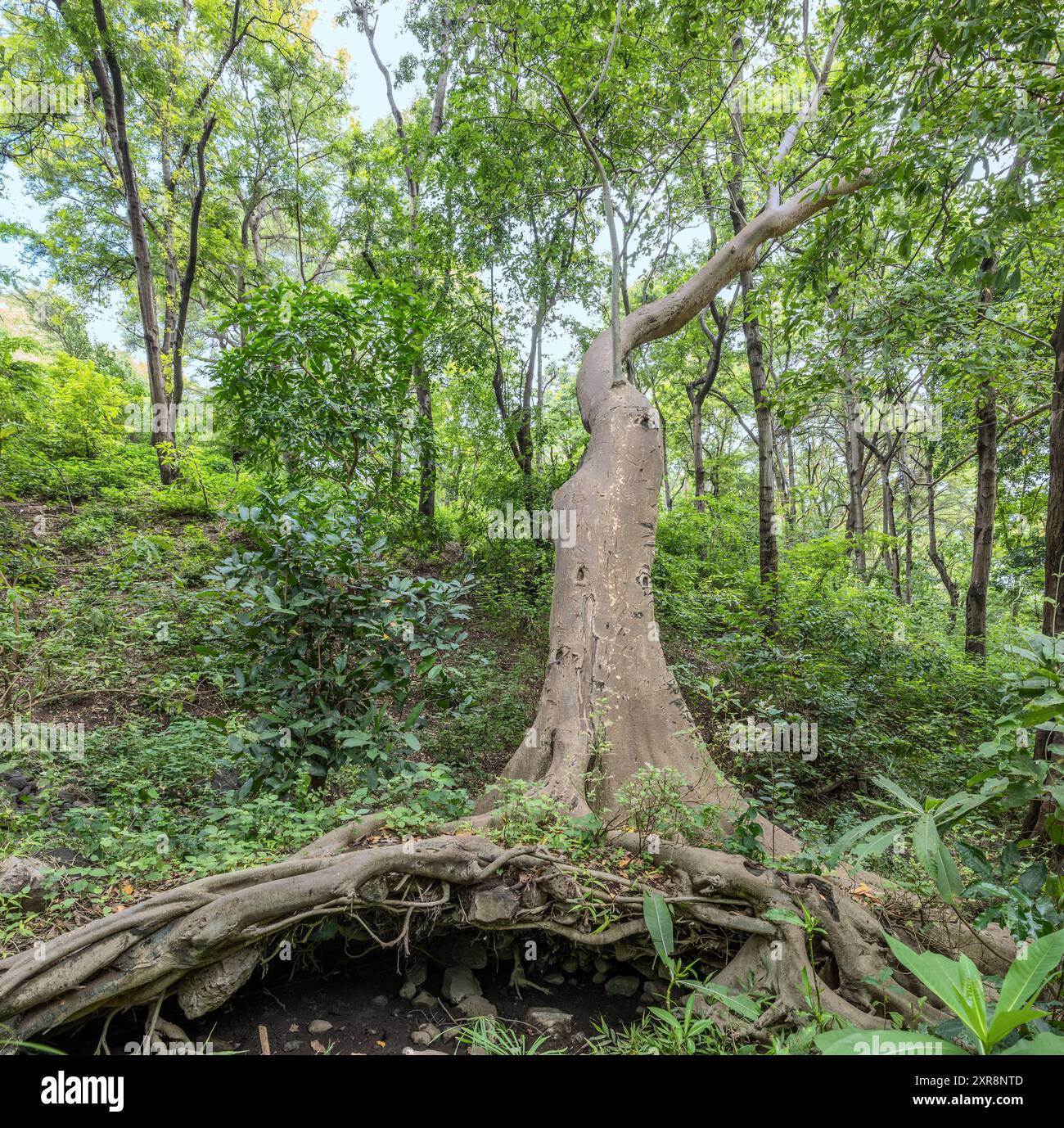 Strangler Fig tree showing shallow root system in forest behind Mto wa ...