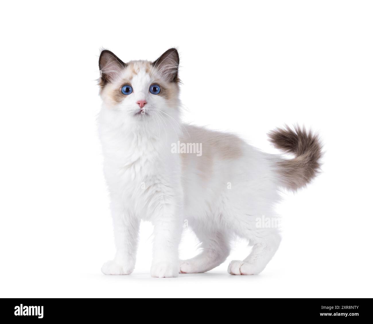 Expressive Ragdoll cat kitten, standing side ways. Looking towards ...